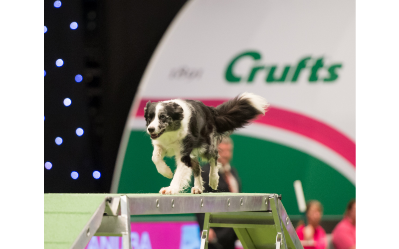 Win family tickets (4) to Crufts 2019! | Woman's Weekly Competitions